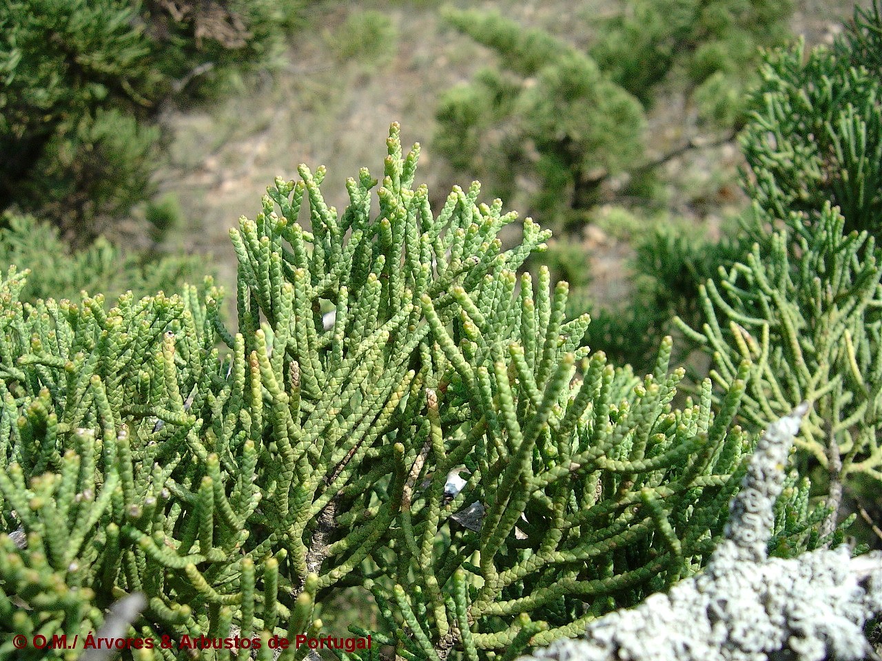 Cupressus sempervirens - Cipreste - Árvores e Arbustos de Portugal