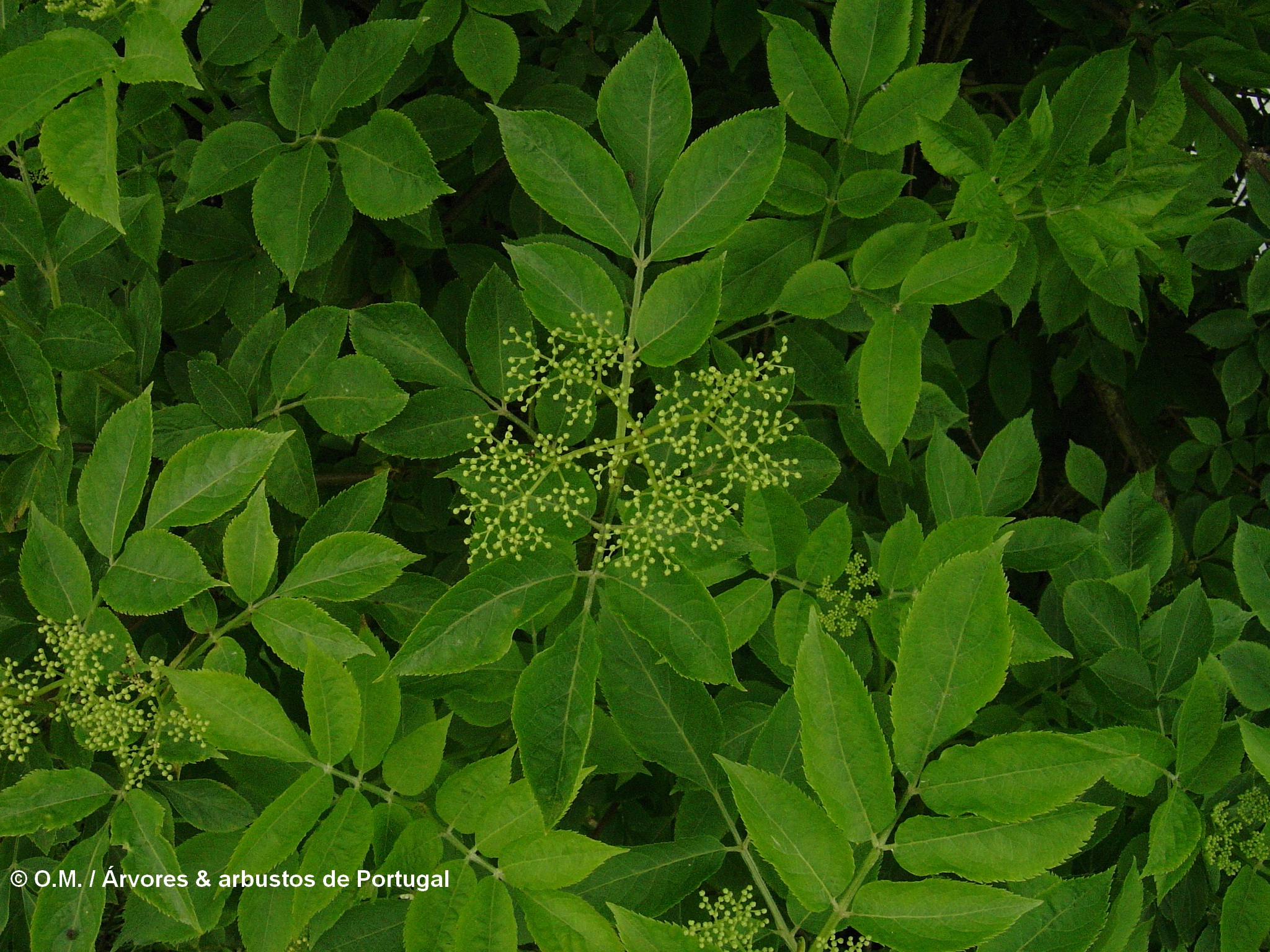 Sambucus nigra - Sabugueiro - Árvores e Arbustos de Portugal