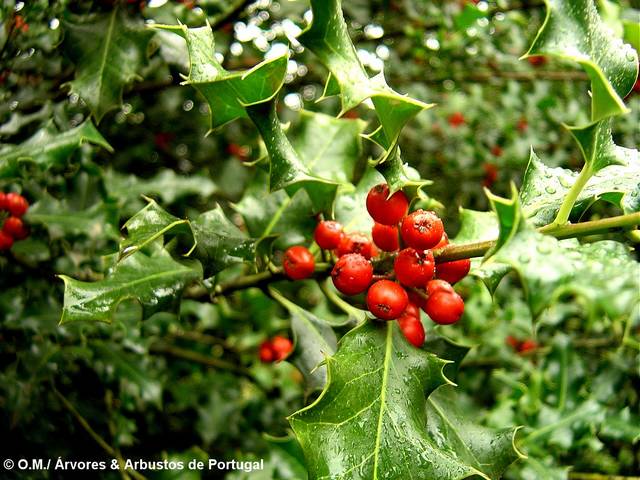 Ilex aquifolium - Azevinho, Zebro - Árvores e Arbustos de Portugal
