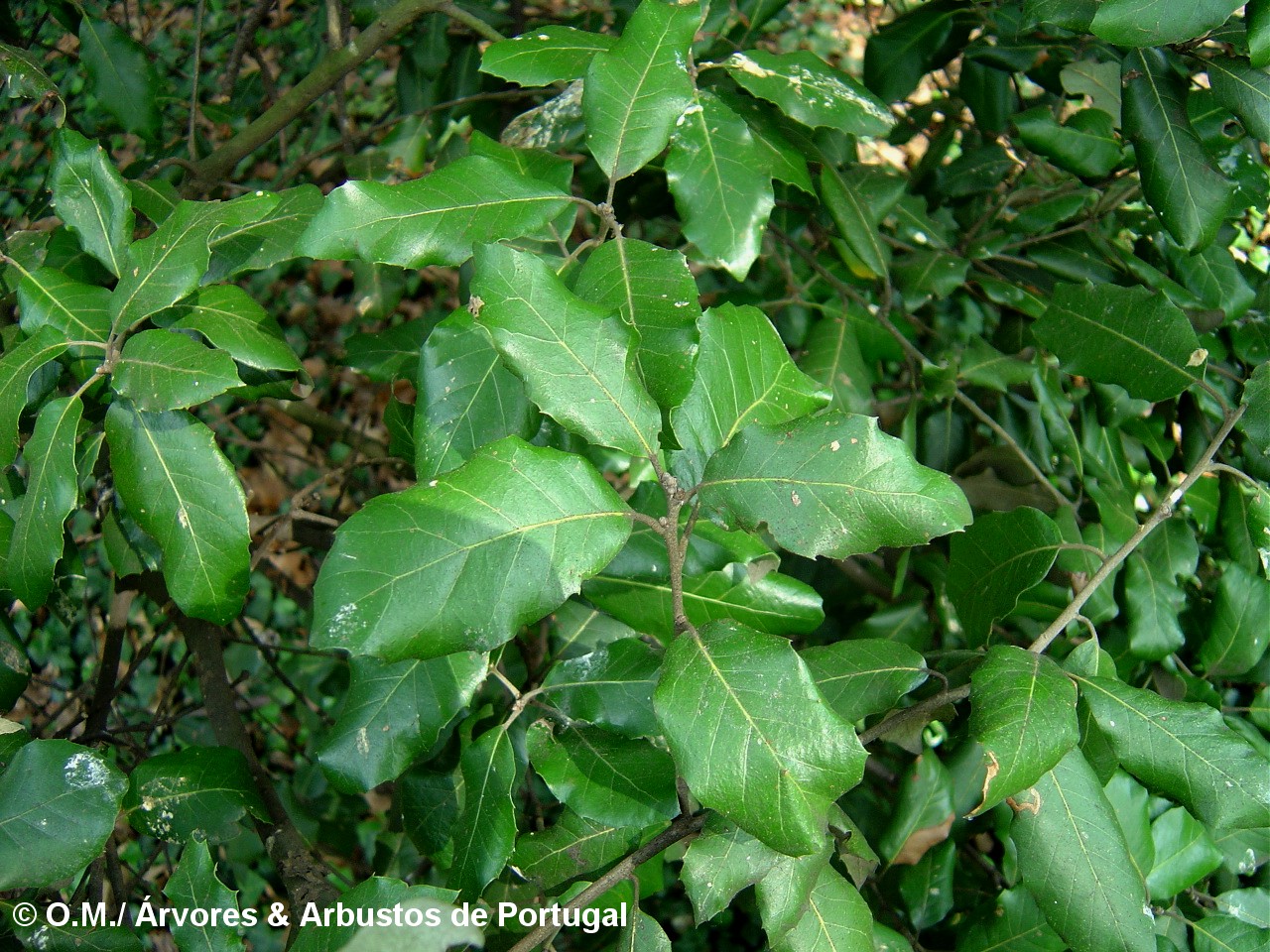 Quercus rotundifolia - Azinheira - Árvores e Arbustos de Portugal
