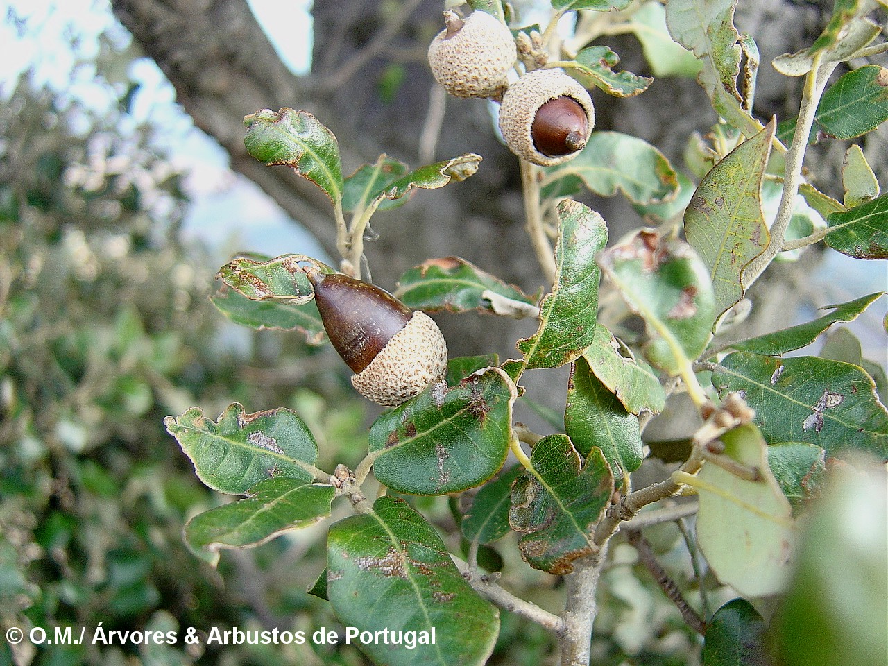 Quercus rotundifolia - Azinheira - Árvores e Arbustos de Portugal