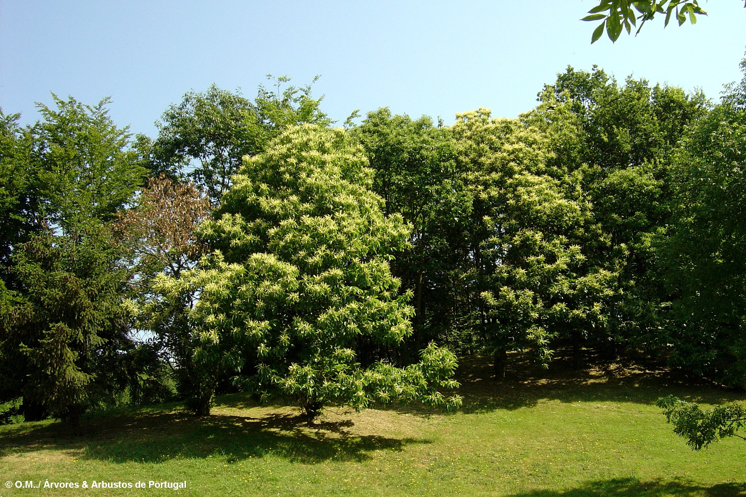 Castanea sativa - Castanheiro, Reboleiro - Árvores e Arbustos de Portugal