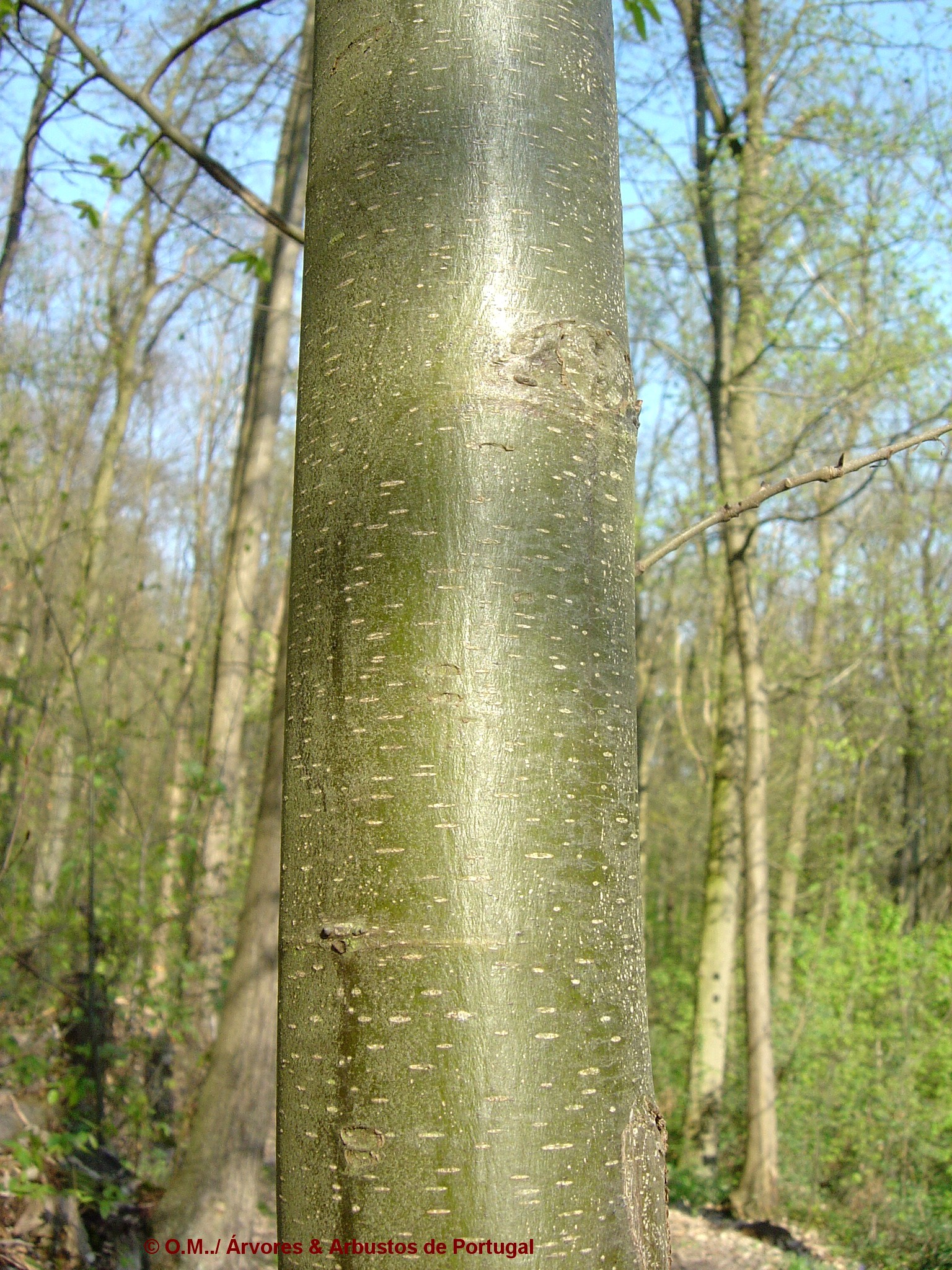 Castanea sativa - Castanheiro, Reboleiro - Árvores e Arbustos de Portugal