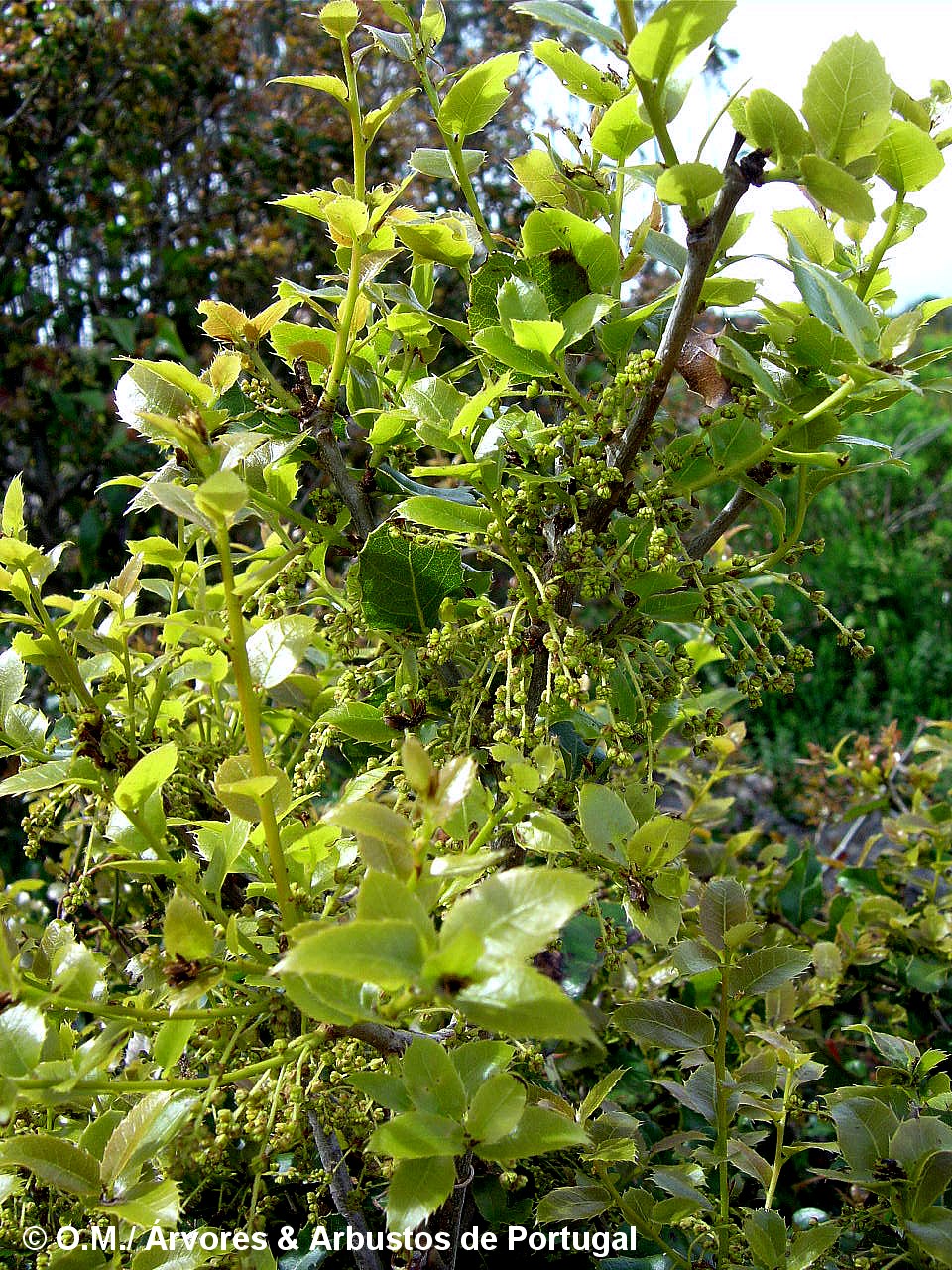 Quercus coccifera - Carrasco - Árvores e Arbustos de Portugal
