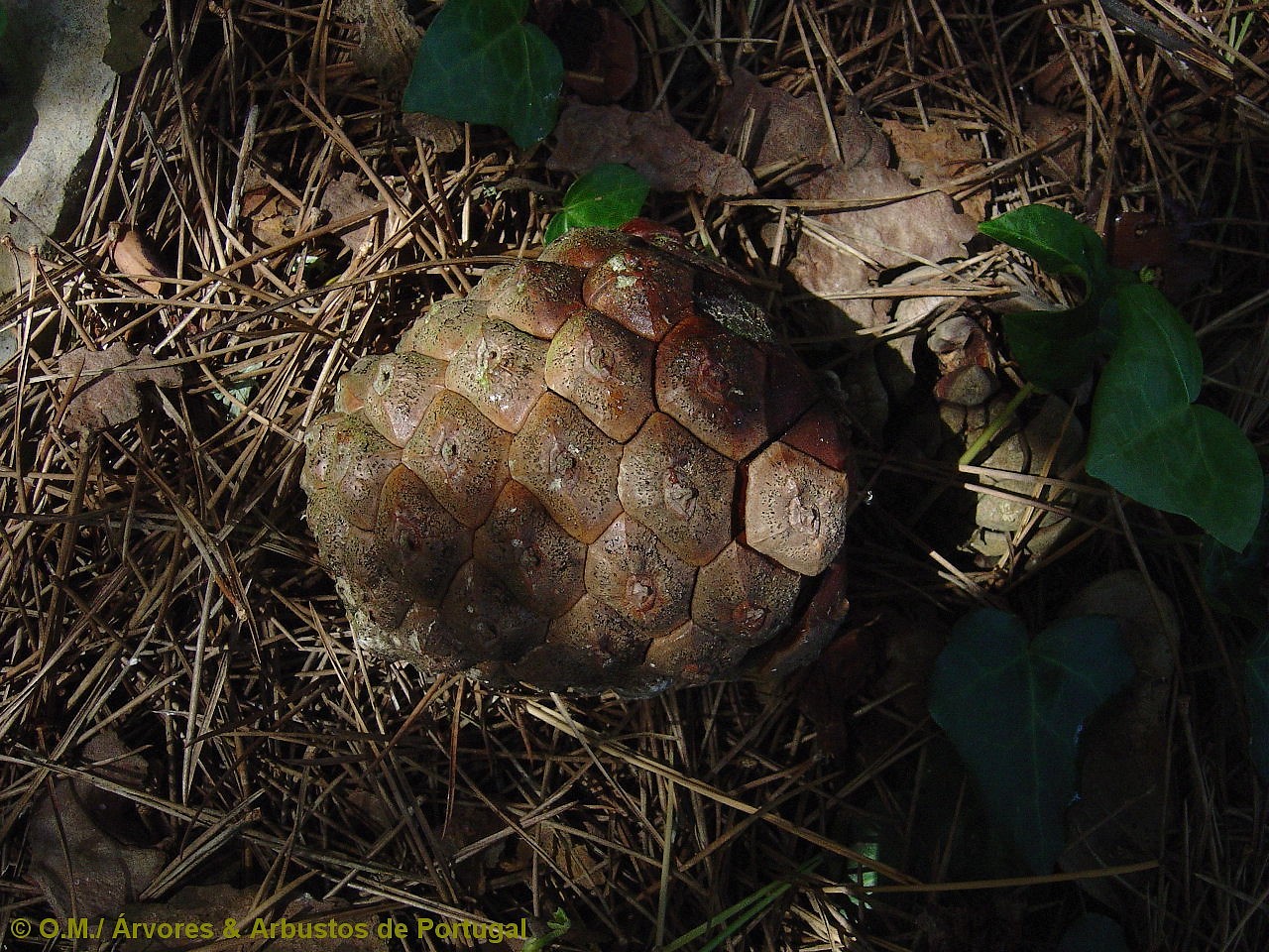 Pinus pinea - Pinheiro-manso - Árvores e Arbustos de Portugal