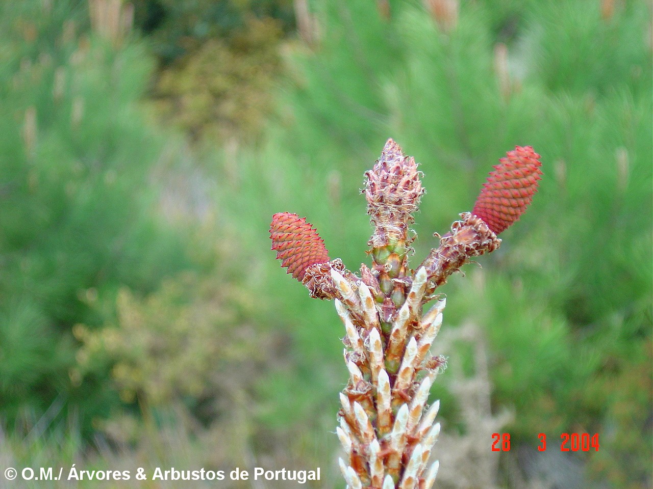 Pinus pinaster - Pinheiro-bravo - Árvores e Arbustos de Portugal