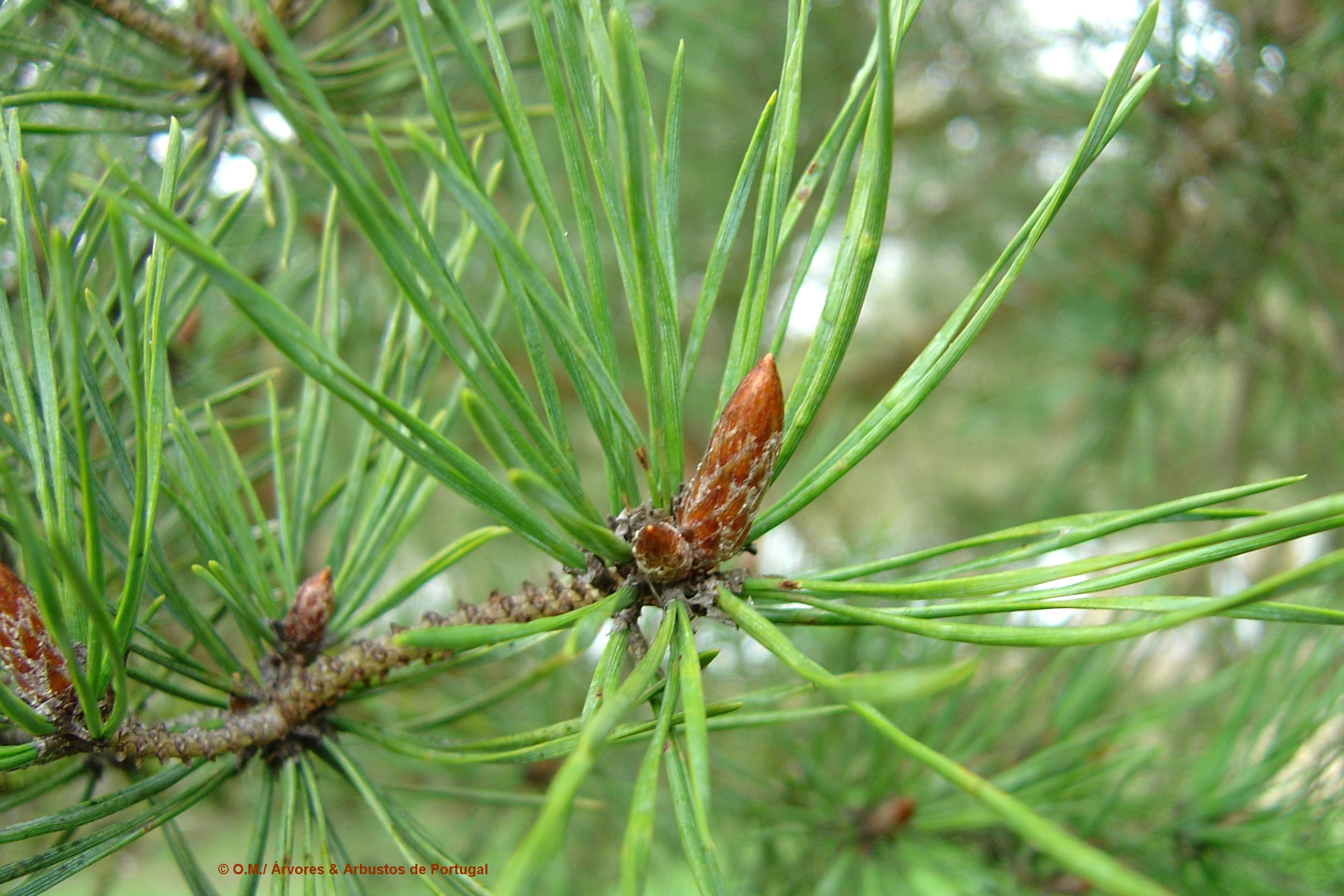 Pinus sylvestris - Pinheiro-silvestre - Árvores e Arbustos de Portugal