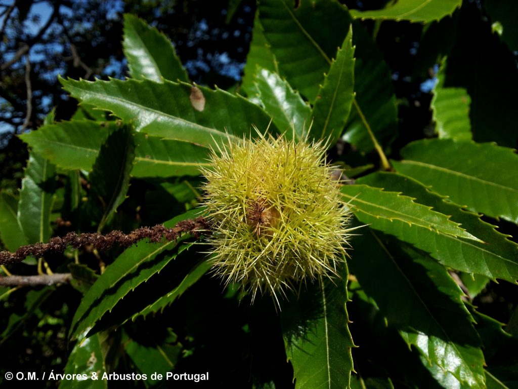 Castanea sativa - Castanheiro, Reboleiro - Árvores e Arbustos de Portugal
