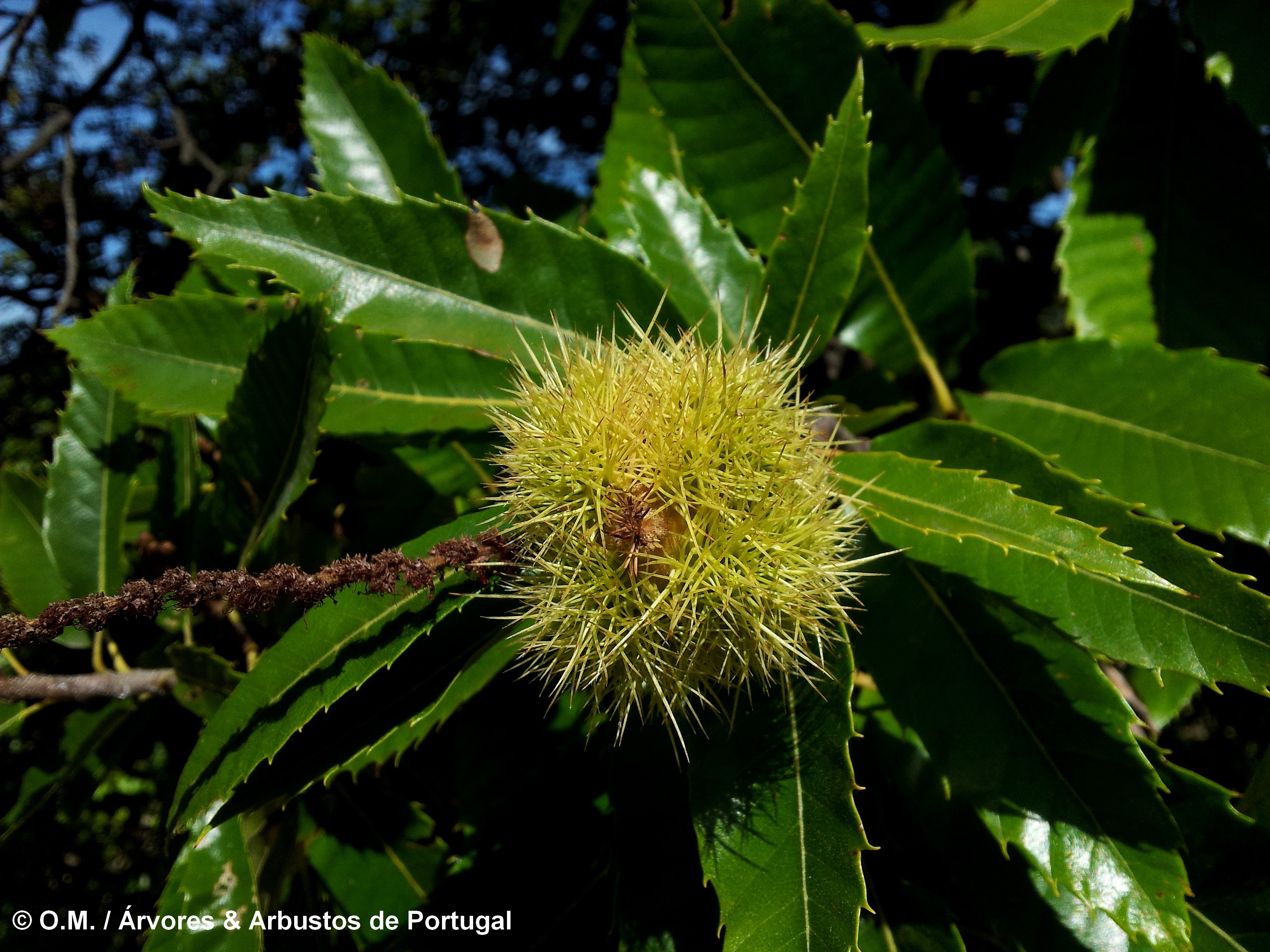 Castanea sativa - Castanheiro, Reboleiro - Árvores e Arbustos de Portugal