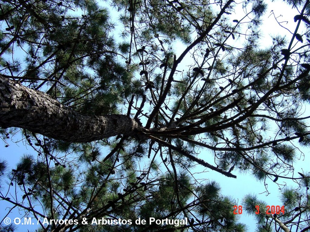 Pinus pinaster - Pinheiro-bravo - Árvores e Arbustos de Portugal