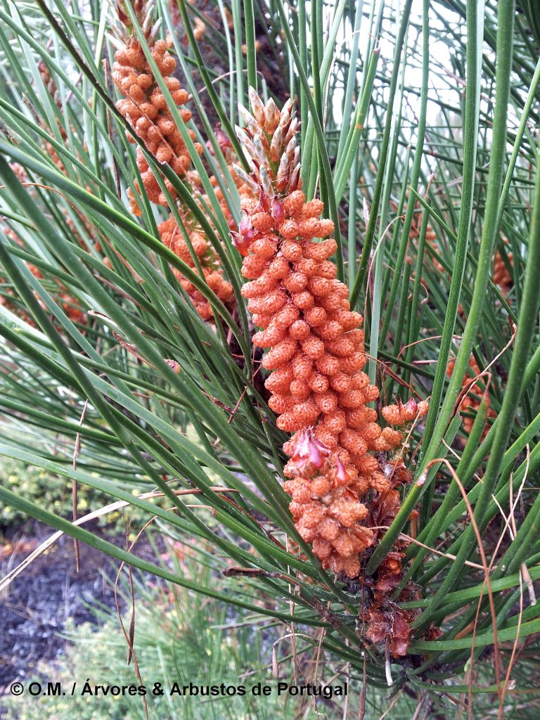 Pinus pinaster - Pinheiro-bravo - Árvores e Arbustos de Portugal
