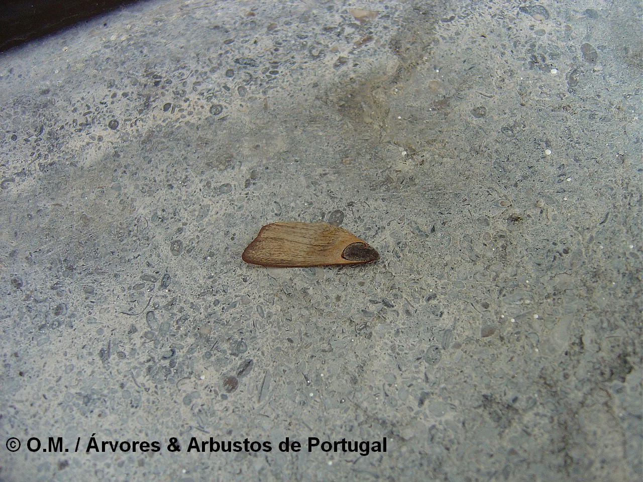Pinus pinaster - Pinheiro-bravo - Árvores e Arbustos de Portugal