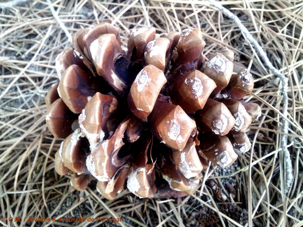 Pinus pinea - Pinheiro-manso - Árvores e Arbustos de Portugal