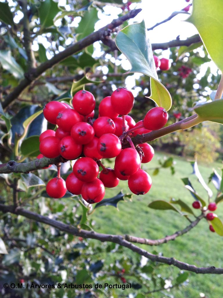 Ilex aquifolium - Azevinho, Zebro - Árvores e Arbustos de Portugal