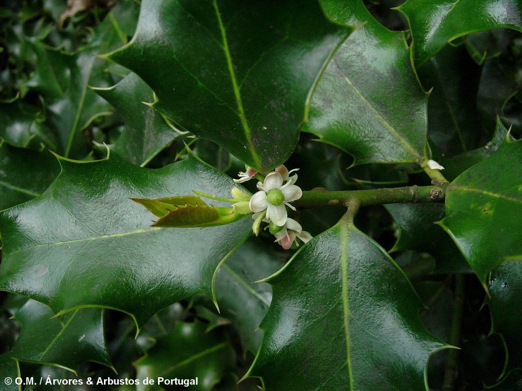 Ilex aquifolium - Azevinho, Zebro - Árvores e Arbustos de Portugal