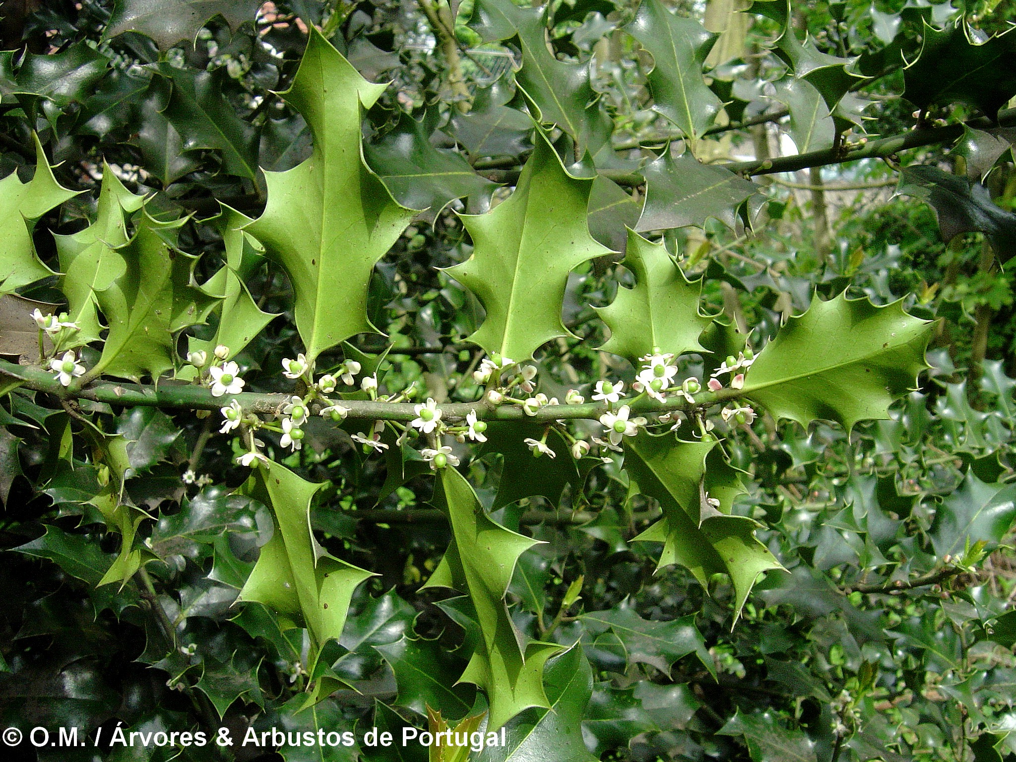 Ilex aquifolium - Azevinho, Zebro - Árvores e Arbustos de Portugal