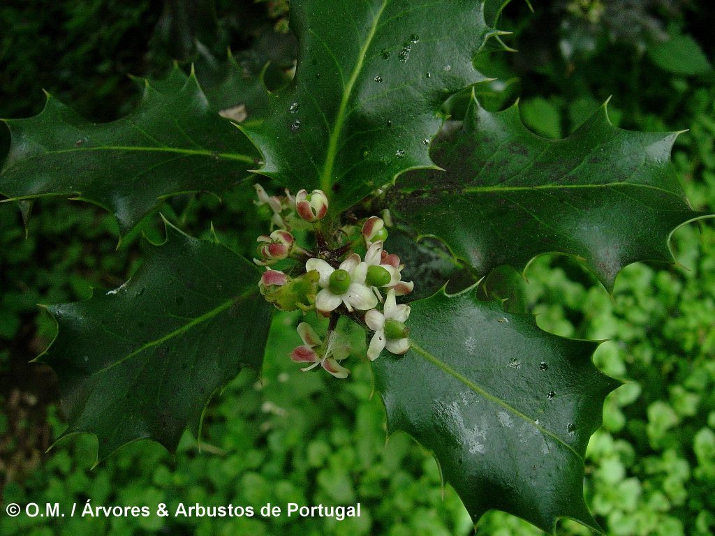 Ilex aquifolium - Azevinho, Zebro - Árvores e Arbustos de Portugal