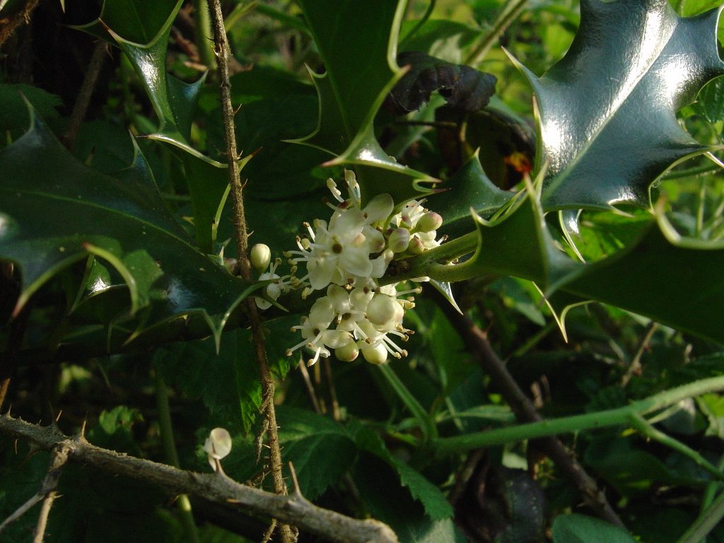 Ilex aquifolium - Azevinho, Zebro - Árvores e Arbustos de Portugal