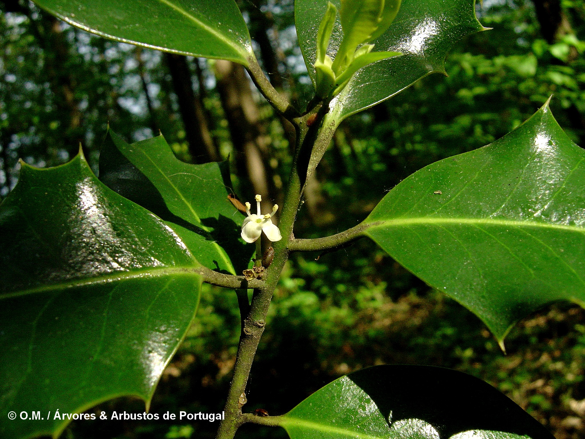 Ilex aquifolium - Azevinho, Zebro - Árvores e Arbustos de Portugal