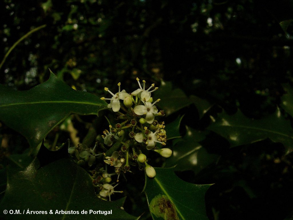 Ilex aquifolium - Azevinho, Zebro - Árvores e Arbustos de Portugal