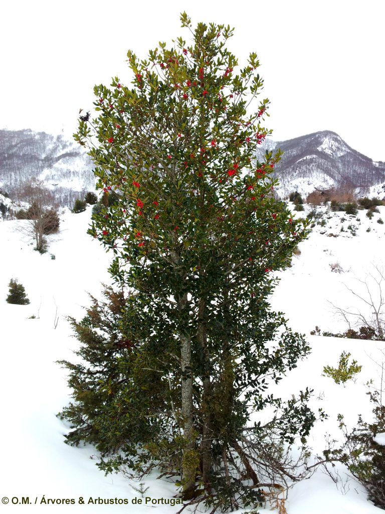 Ilex aquifolium - Azevinho, Zebro - Árvores e Arbustos de Portugal