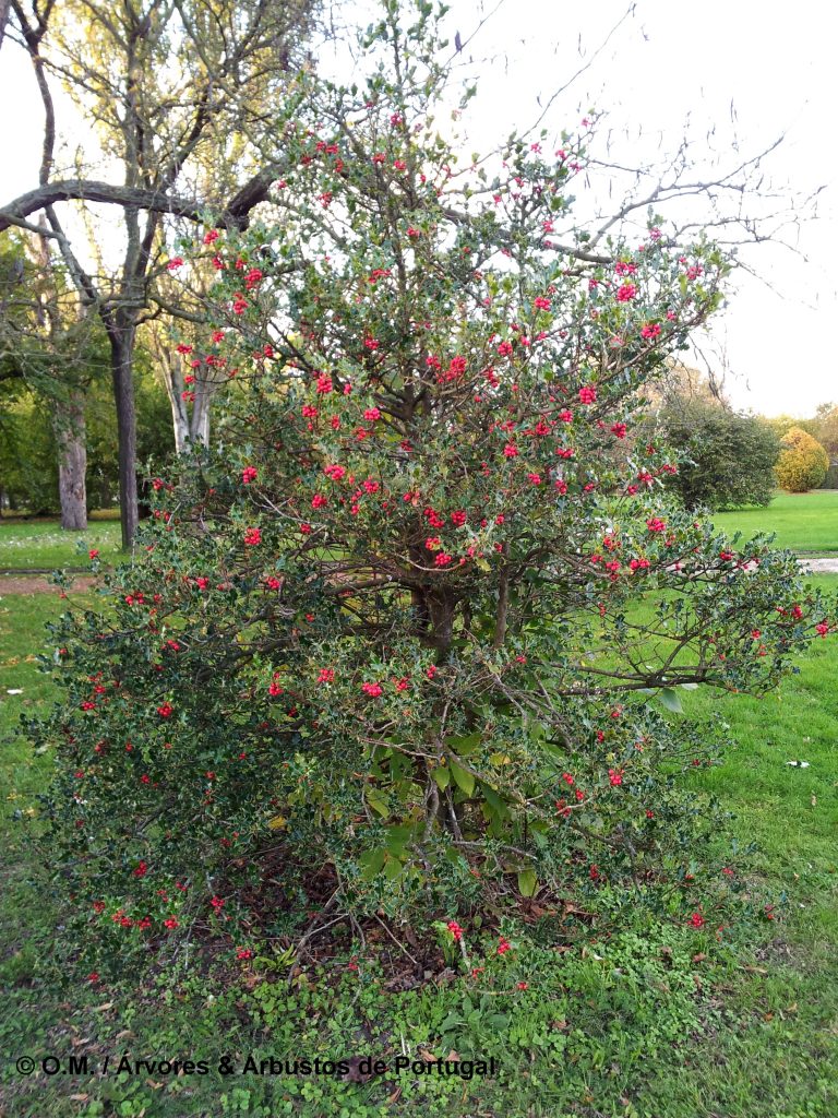 Ilex aquifolium - Azevinho, Zebro - Árvores e Arbustos de Portugal