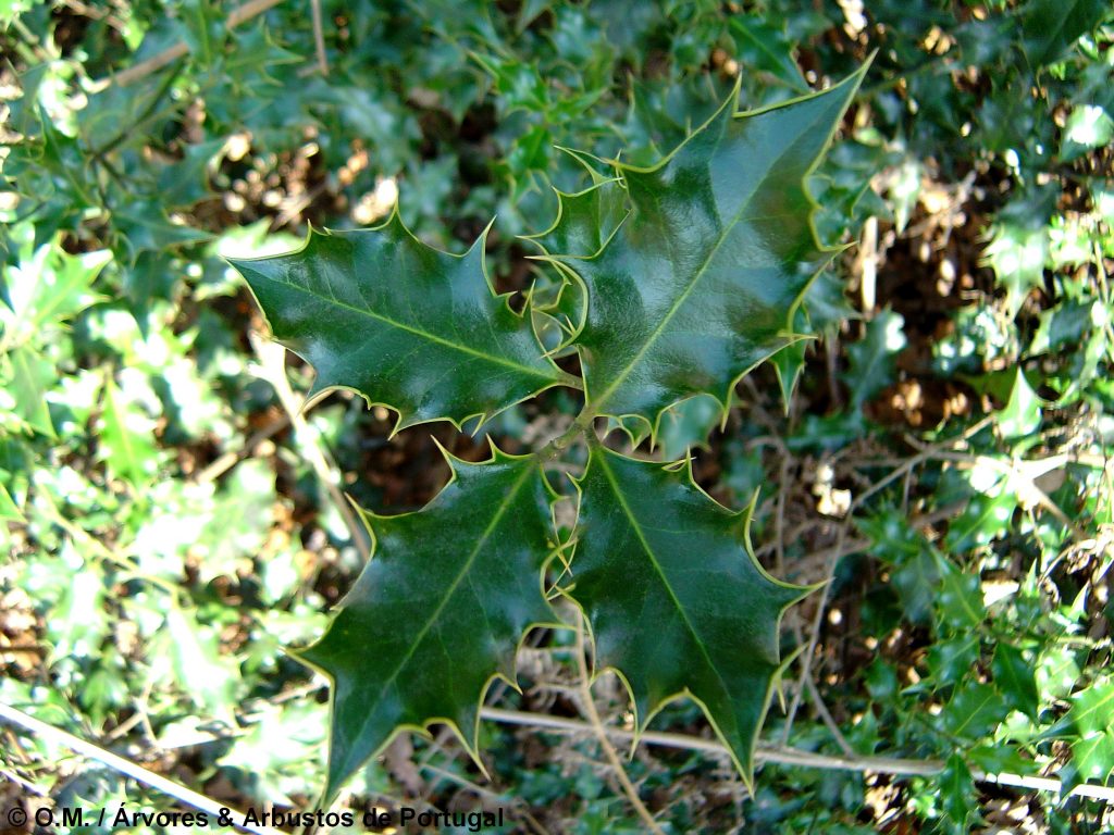 Ilex aquifolium - Azevinho, Zebro - Árvores e Arbustos de Portugal