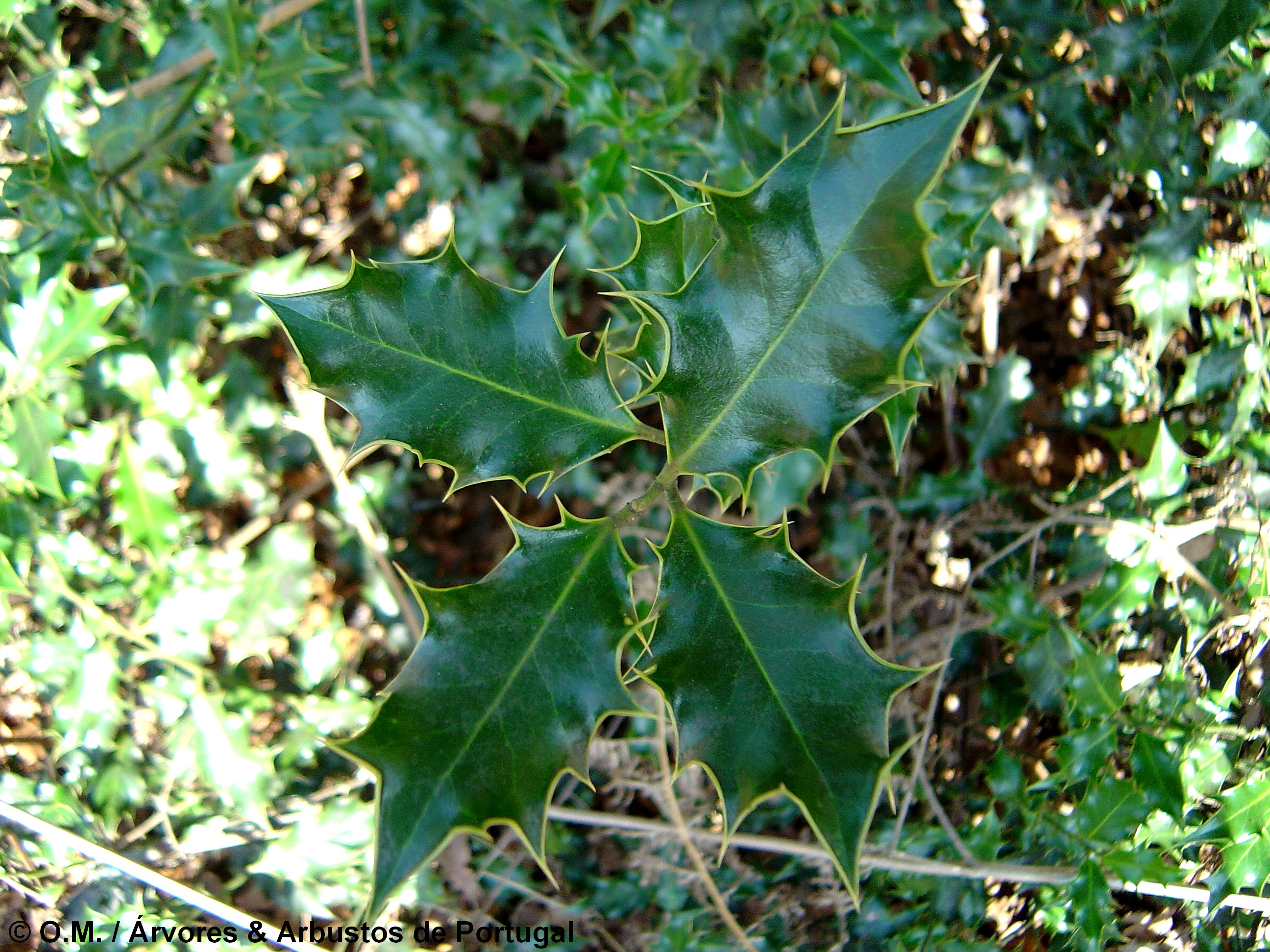Ilex aquifolium - Azevinho, Zebro - Árvores e Arbustos de Portugal
