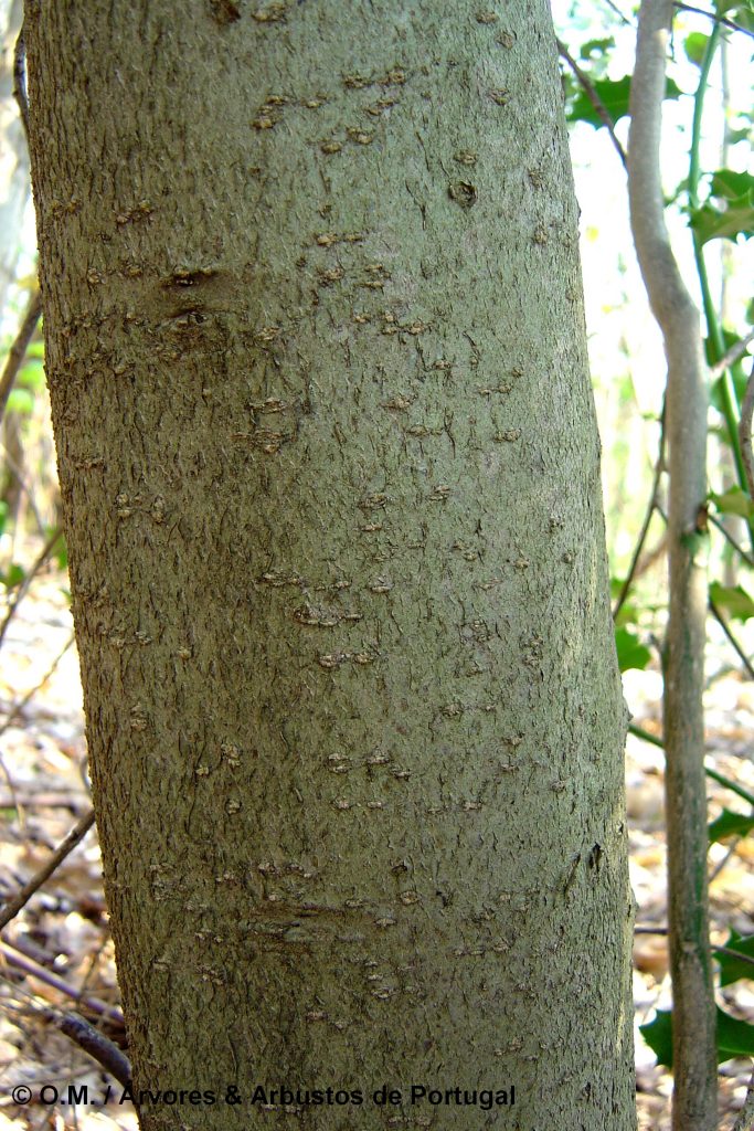 Ilex aquifolium - Azevinho, Zebro - Árvores e Arbustos de Portugal