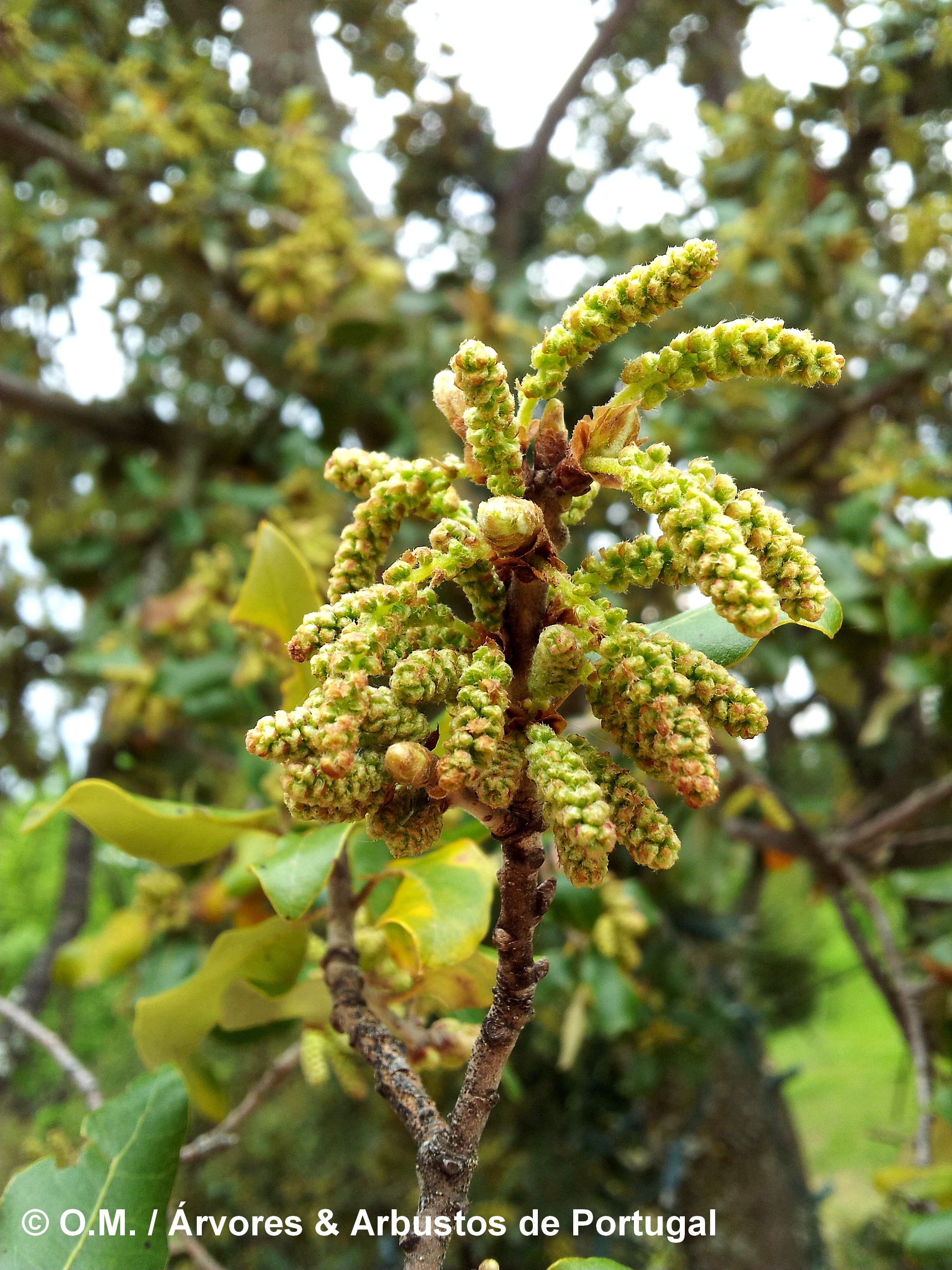 Quercus rotundifolia - Azinheira - Árvores e Arbustos de Portugal