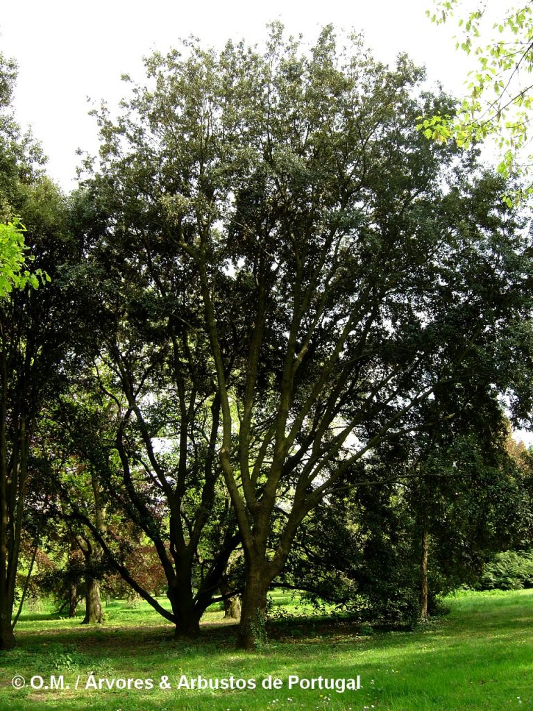 Quercus rotundifolia - Azinheira - Árvores e Arbustos de Portugal