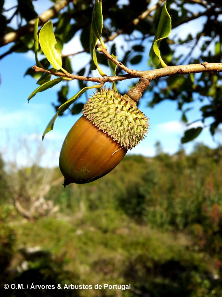 Quercus coccifera - Carrasco - Árvores e Arbustos de Portugal