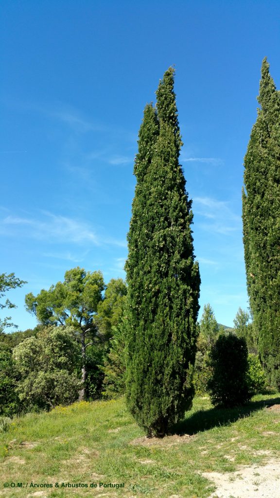 Cupressus sempervirens - Cipreste - Árvores e Arbustos de Portugal