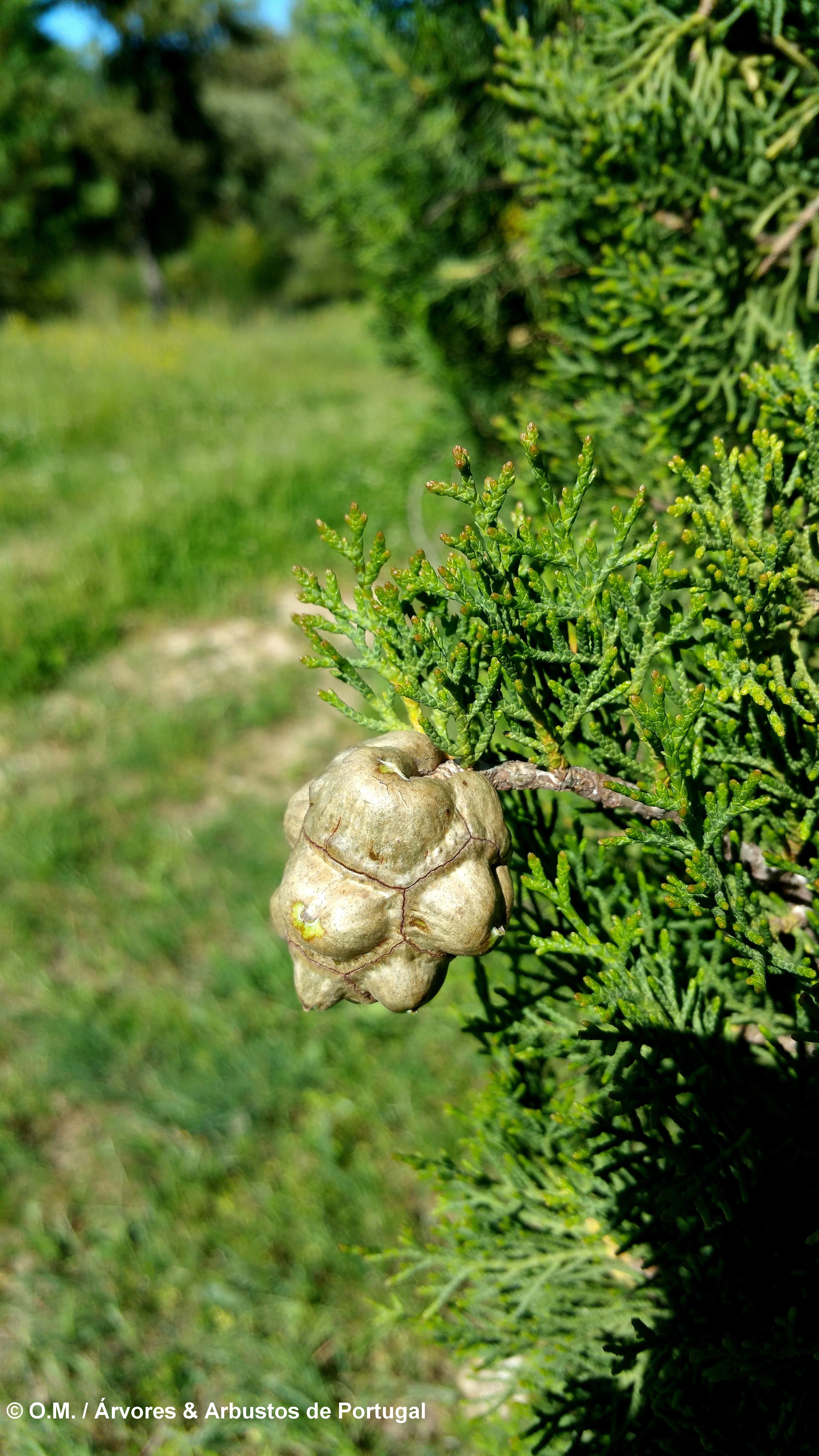 Cupressus sempervirens - Cipreste - Árvores e Arbustos de Portugal