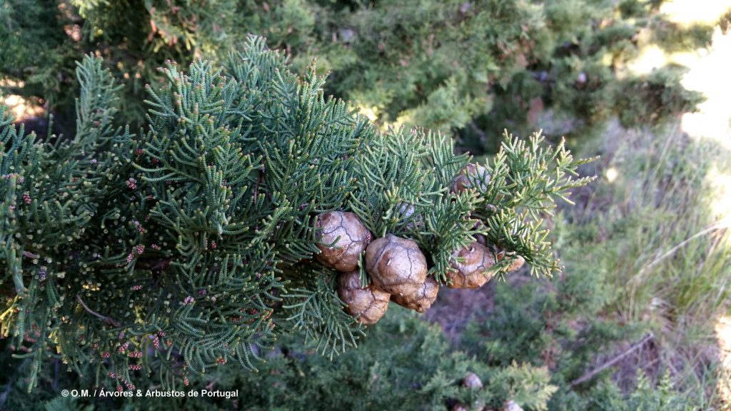 Cupressus sempervirens - Cipreste - Árvores e Arbustos de Portugal
