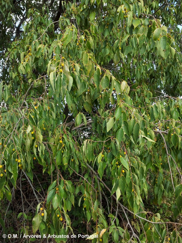 Celtis australis - Lódão-bastardo, Agreira - Árvores e Arbustos de Portugal