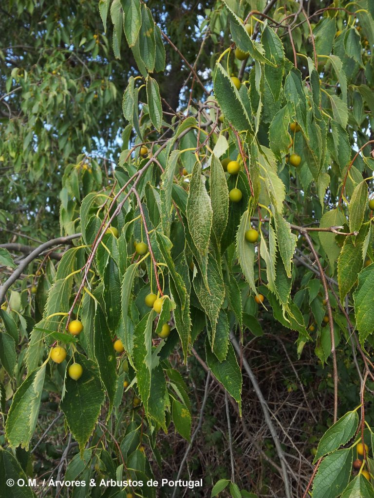 Celtis australis - Lódão-bastardo, Agreira - Árvores e Arbustos de Portugal
