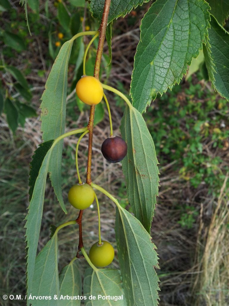 Celtis australis - Lódão-bastardo, Agreira - Árvores e Arbustos de Portugal