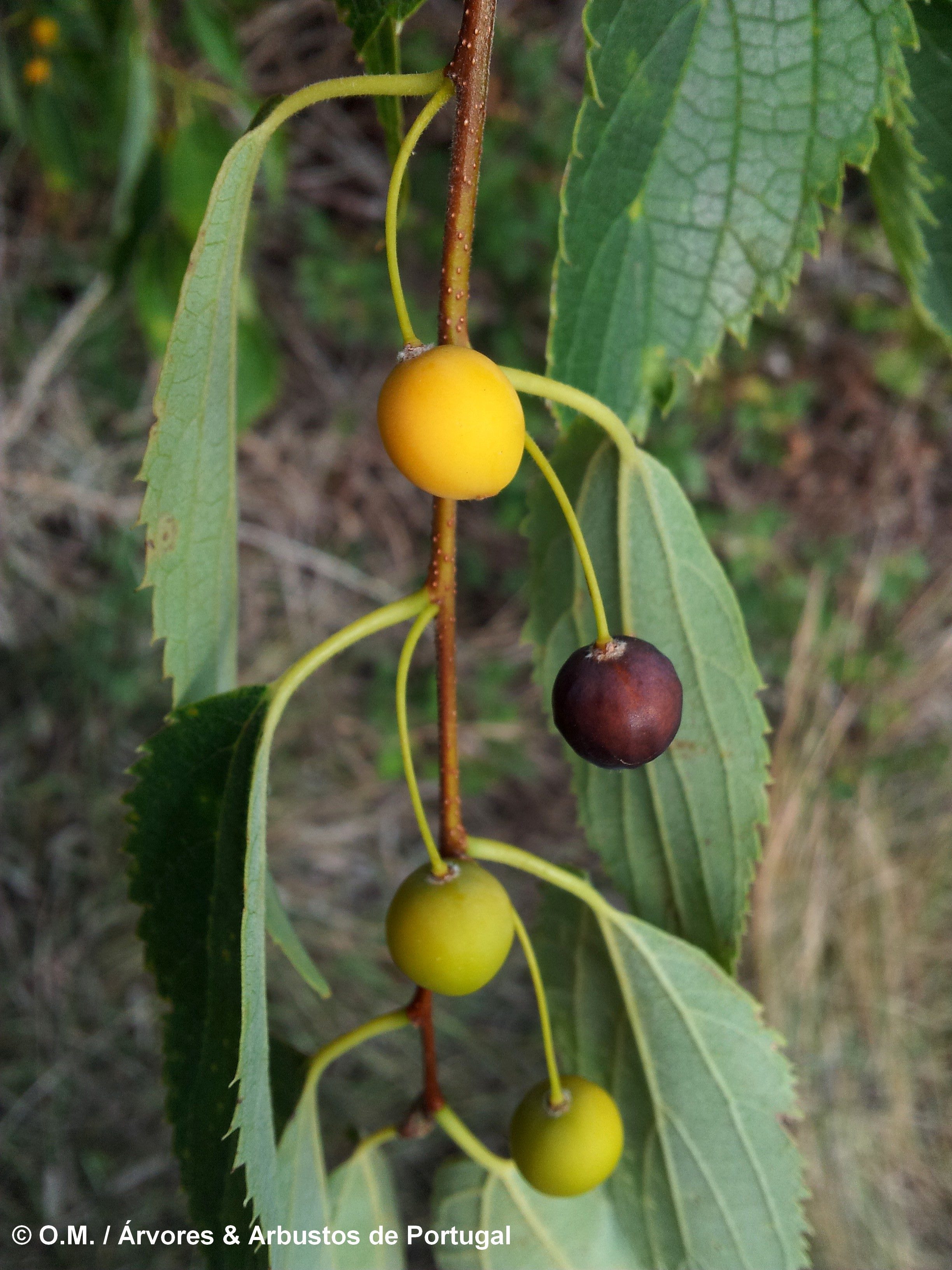 Celtis australis - Lódão-bastardo, Agreira - Árvores e Arbustos de Portugal