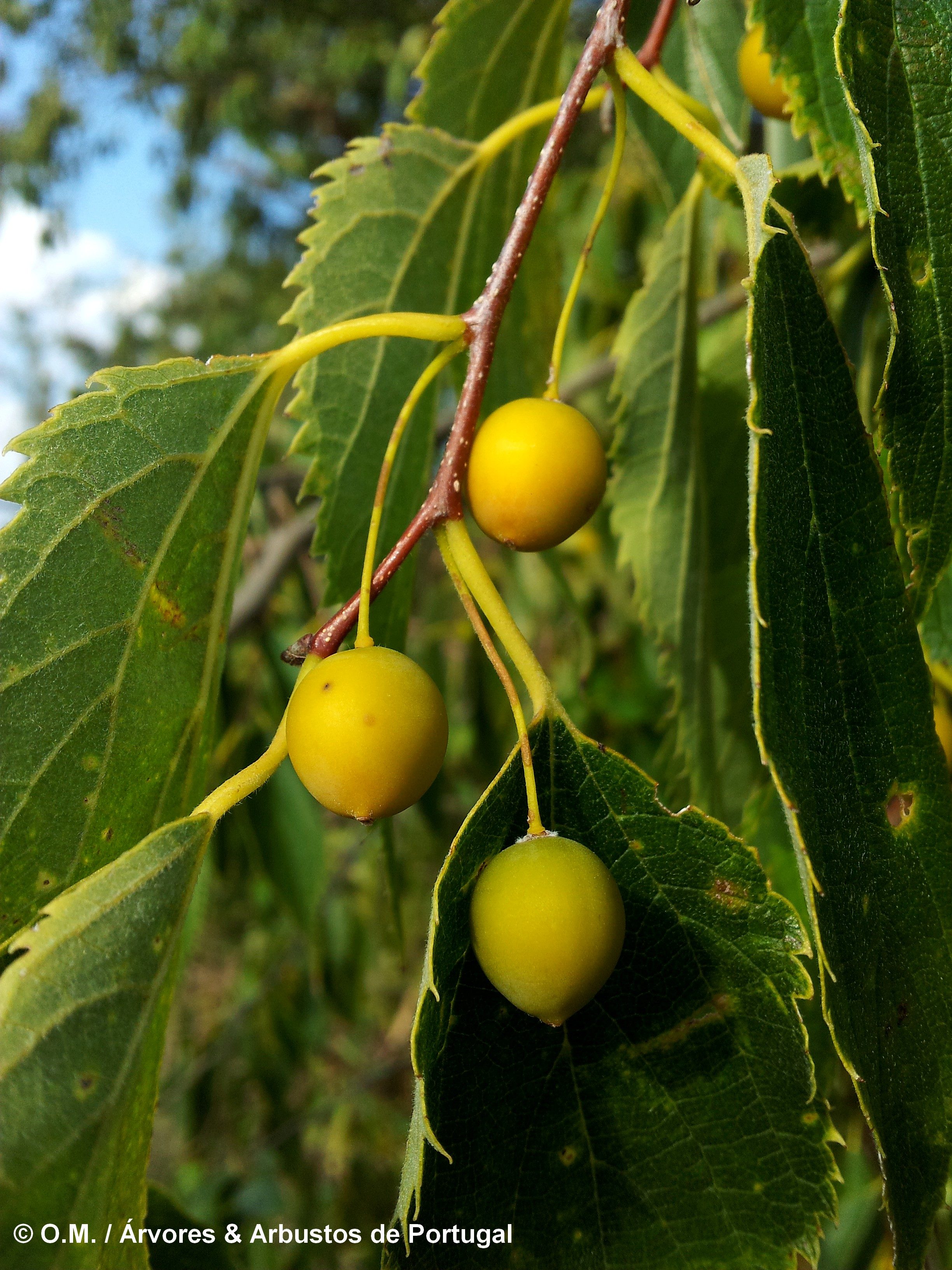 Celtis australis - Lódão-bastardo, Agreira - Árvores e Arbustos de Portugal