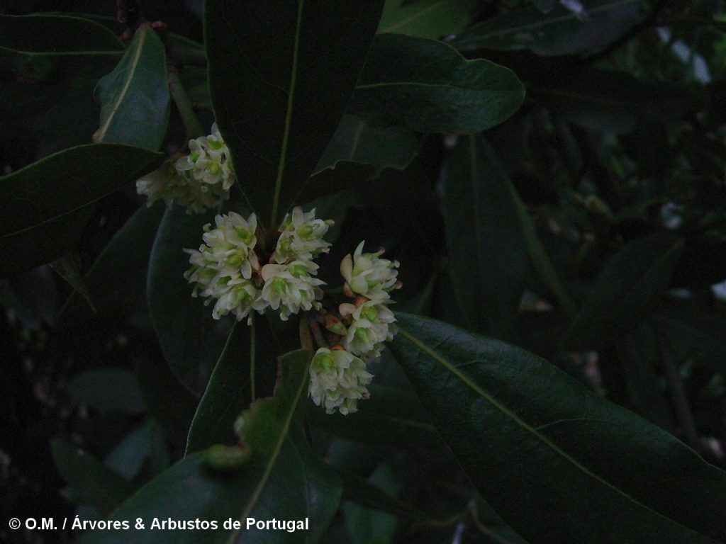 Laurus nobilis - Loureiro - Árvores e Arbustos de Portugal