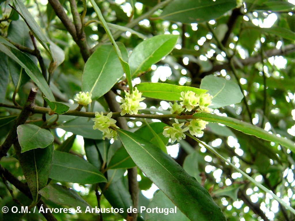 Laurus nobilis - Loureiro - Árvores e Arbustos de Portugal