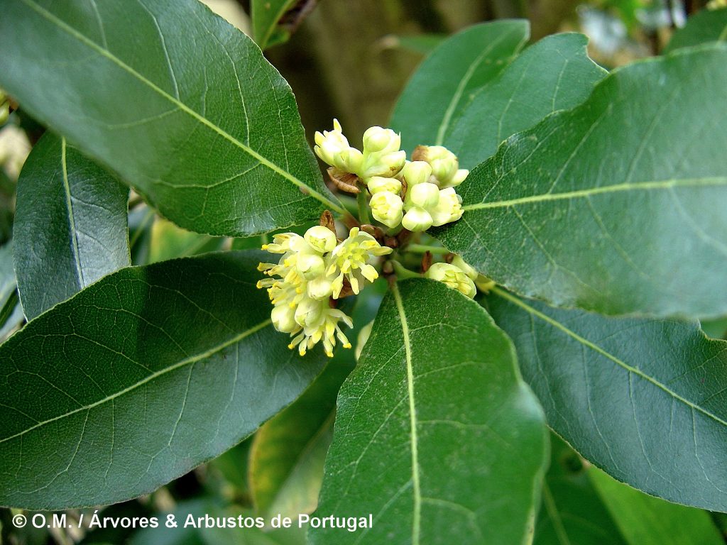 Laurus nobilis - Loureiro - Árvores e Arbustos de Portugal