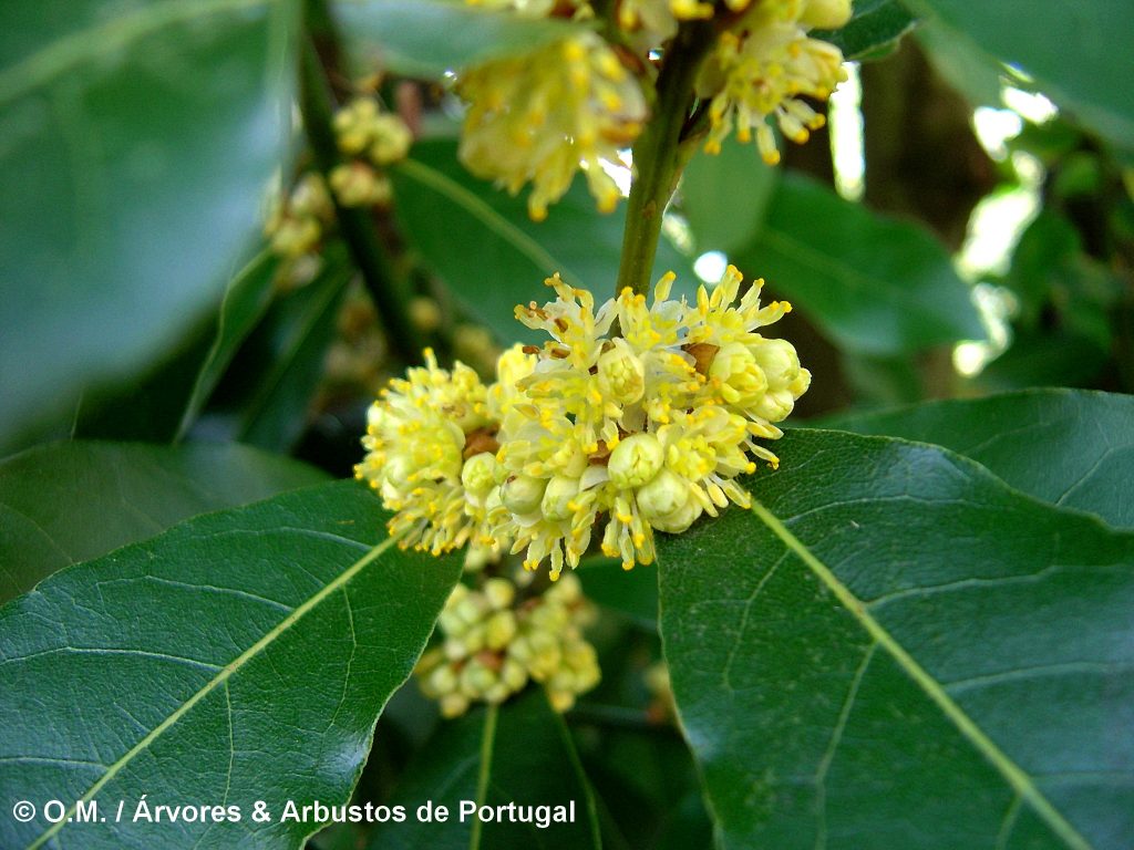 Laurus nobilis - Loureiro - Árvores e Arbustos de Portugal