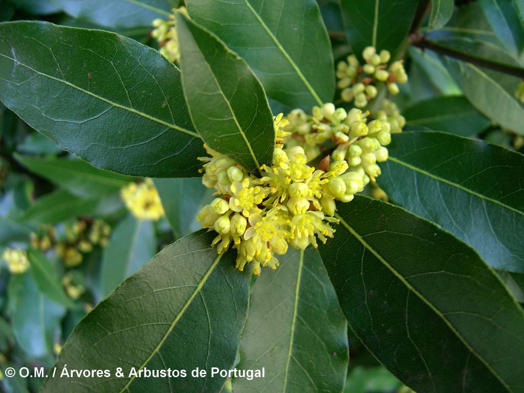 Laurus nobilis - Loureiro - Árvores e Arbustos de Portugal
