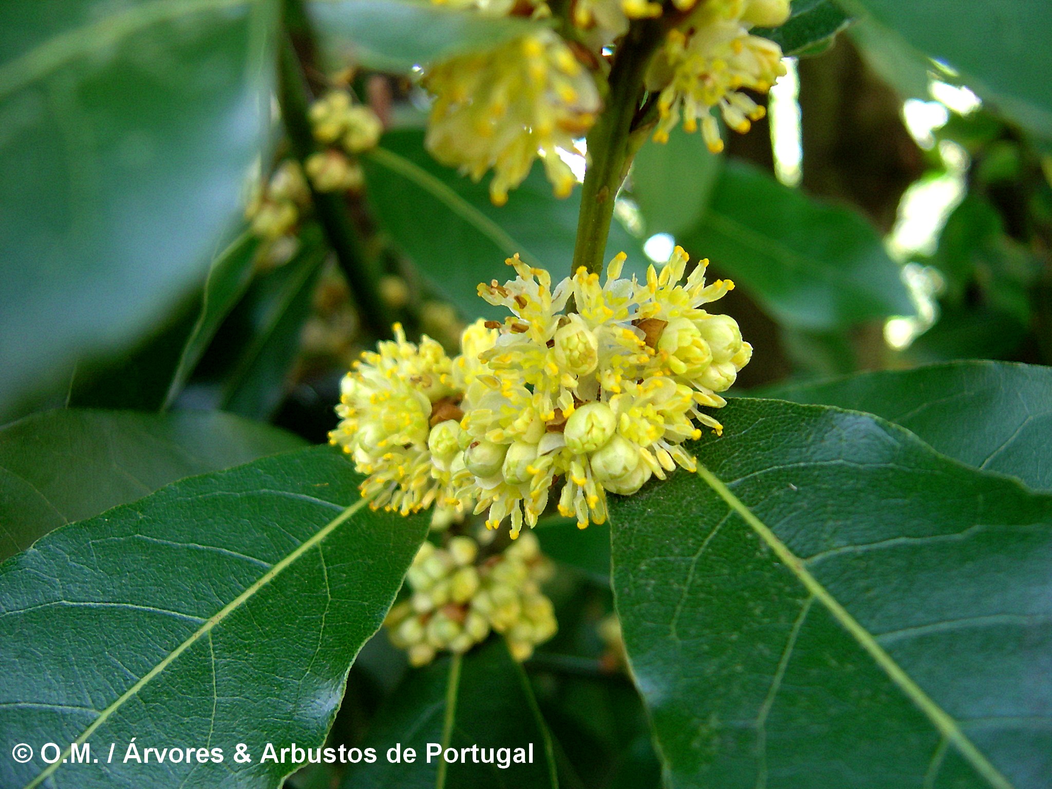 Laurus nobilis - Loureiro - Árvores e Arbustos de Portugal