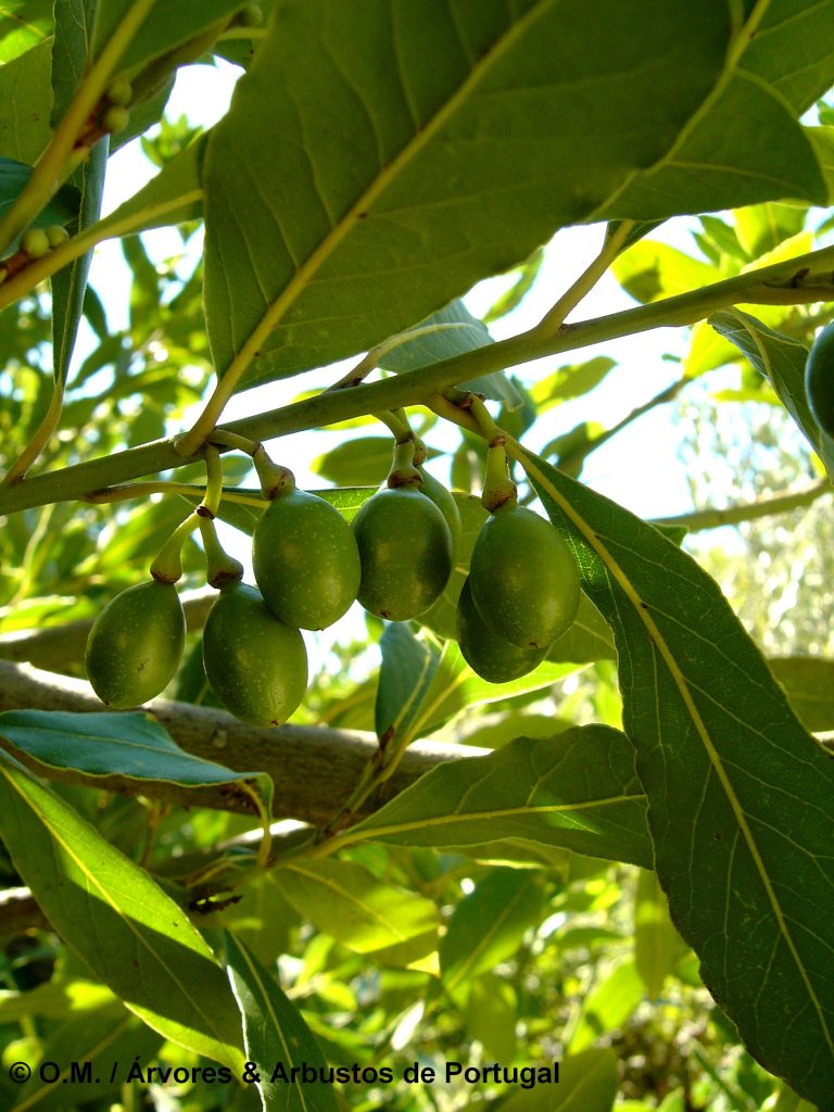 Laurus nobilis - Loureiro - Árvores e Arbustos de Portugal
