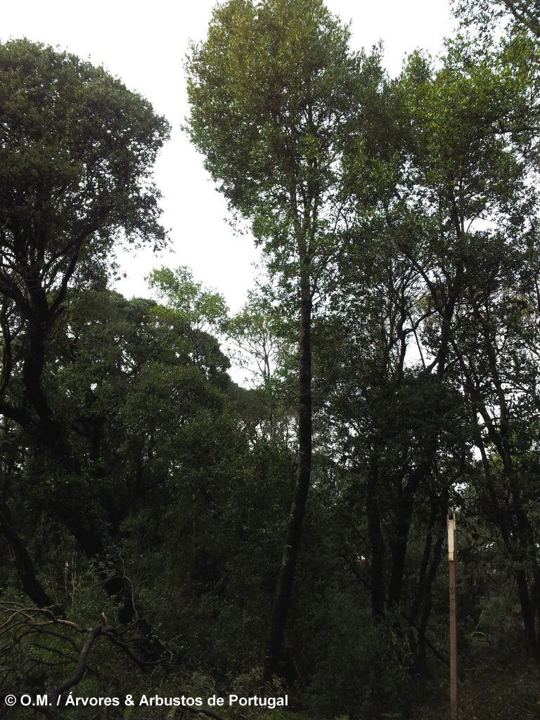 Laurus nobilis - Loureiro - Árvores e Arbustos de Portugal