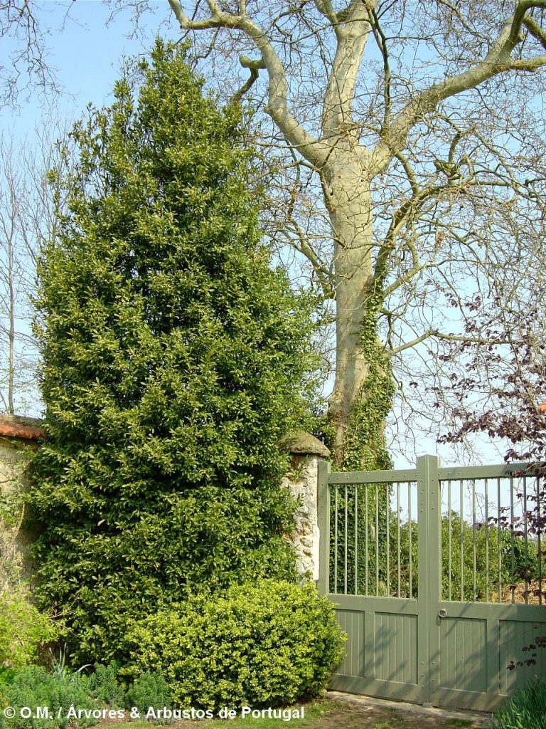 Laurus nobilis - Loureiro - Árvores e Arbustos de Portugal