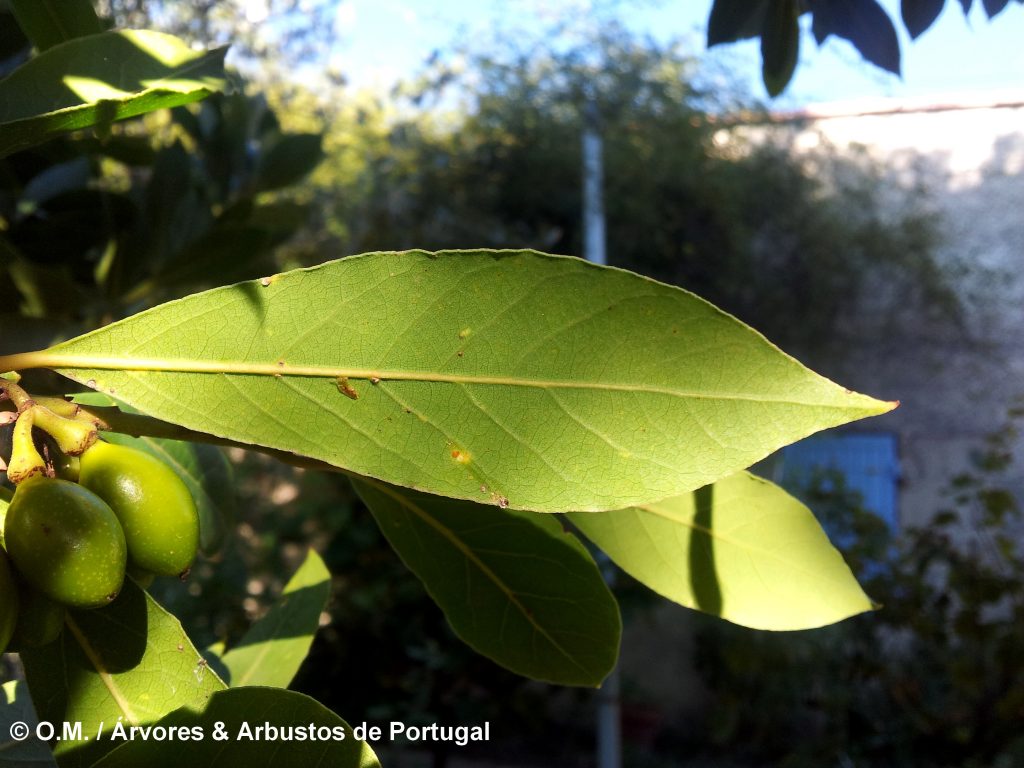 Laurus nobilis - Loureiro - Árvores e Arbustos de Portugal